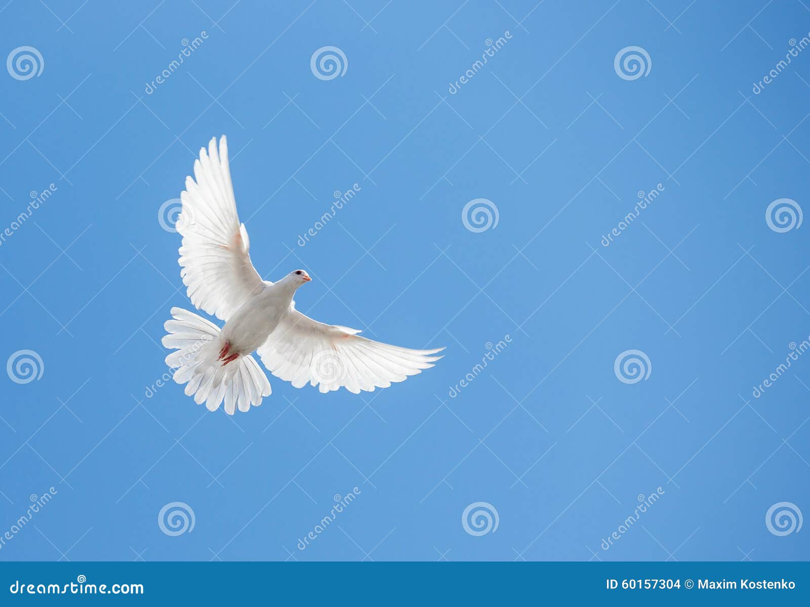 Vol de colombe de blanc photo stock. Image du libre, pureté - 60157304