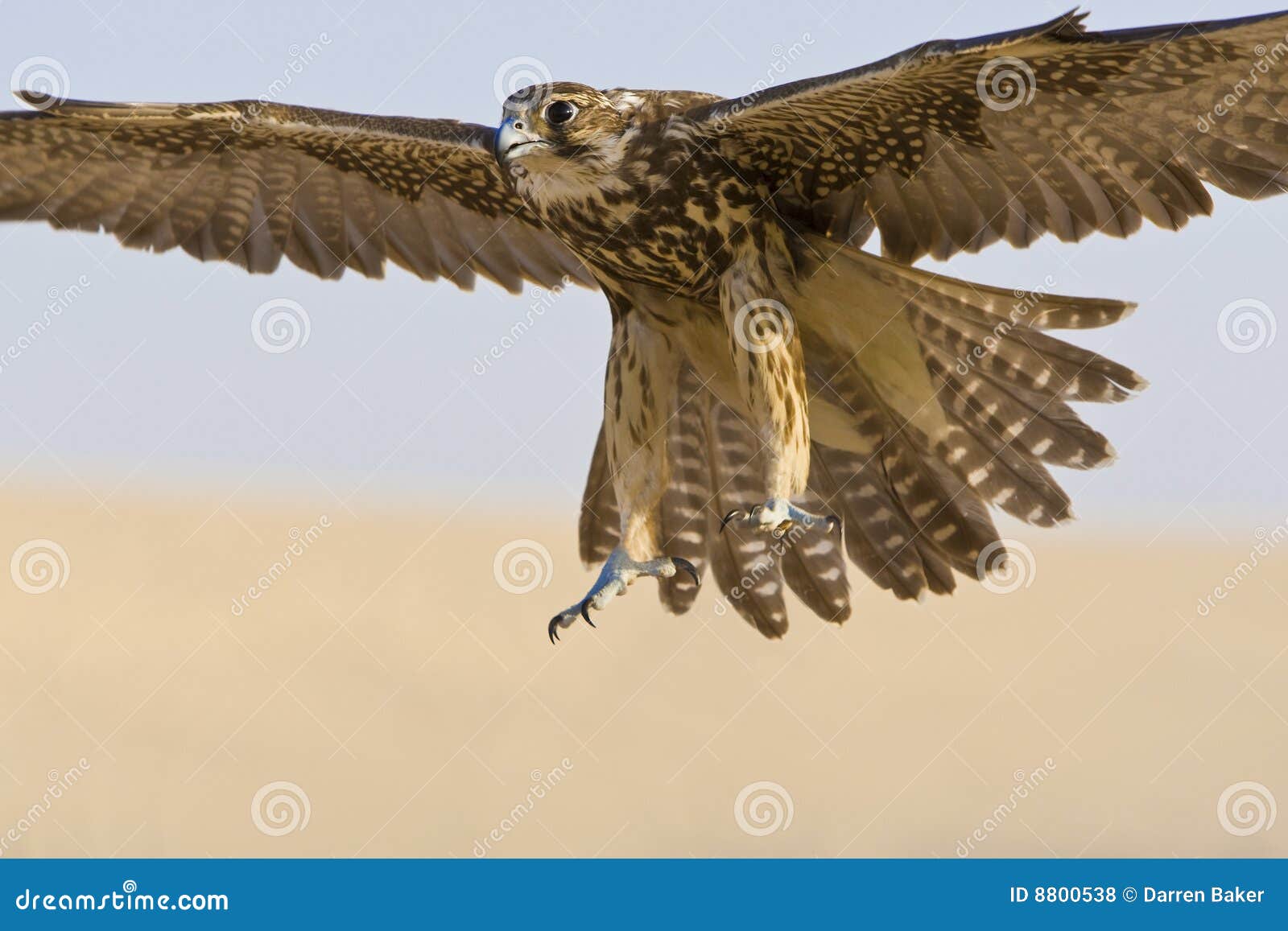 Vol de faucon photo stock. Image du sauvage, fauconnerie - 8800538