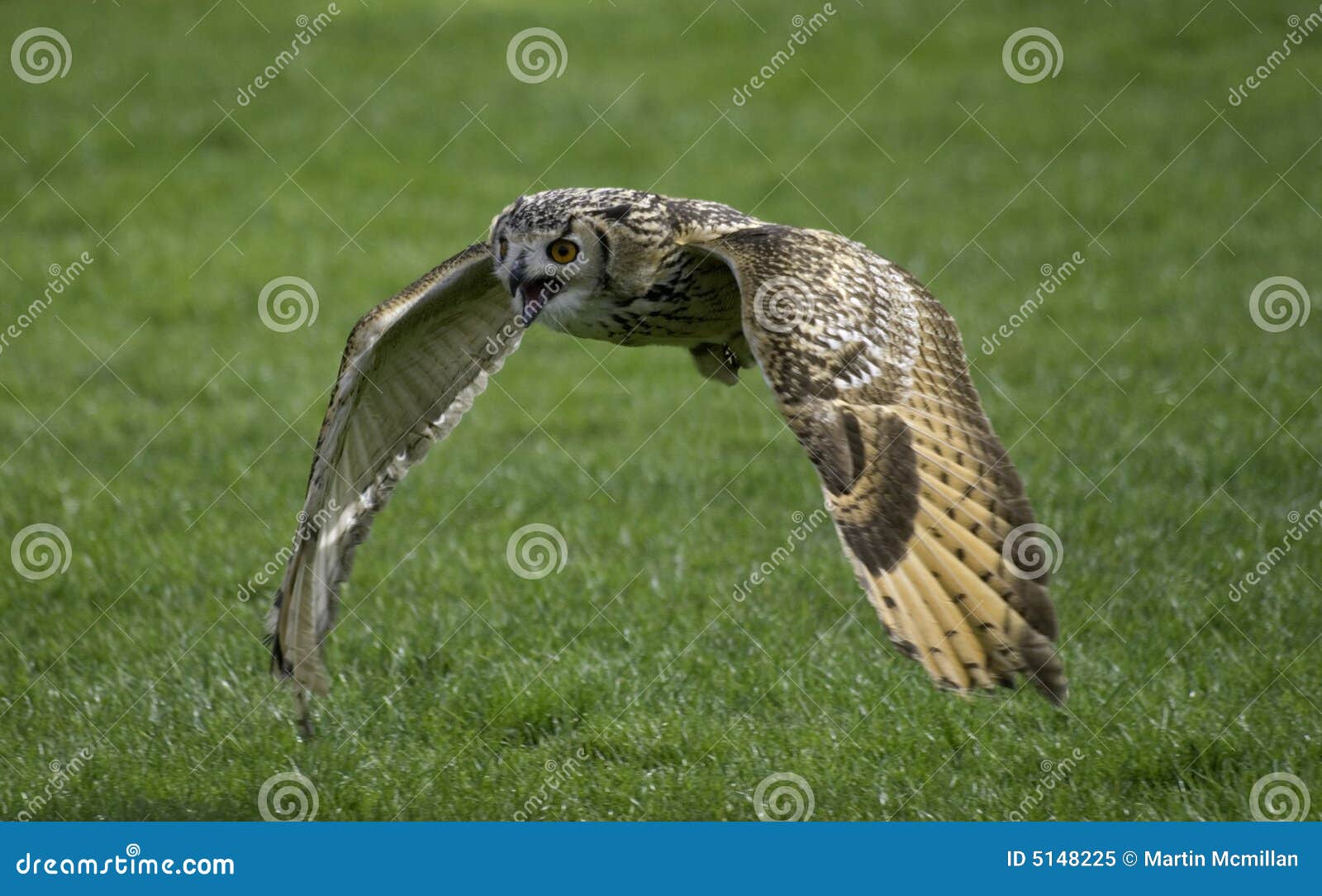 Vol de hibou image stock. Image du hibou, nature, cris - 5148225