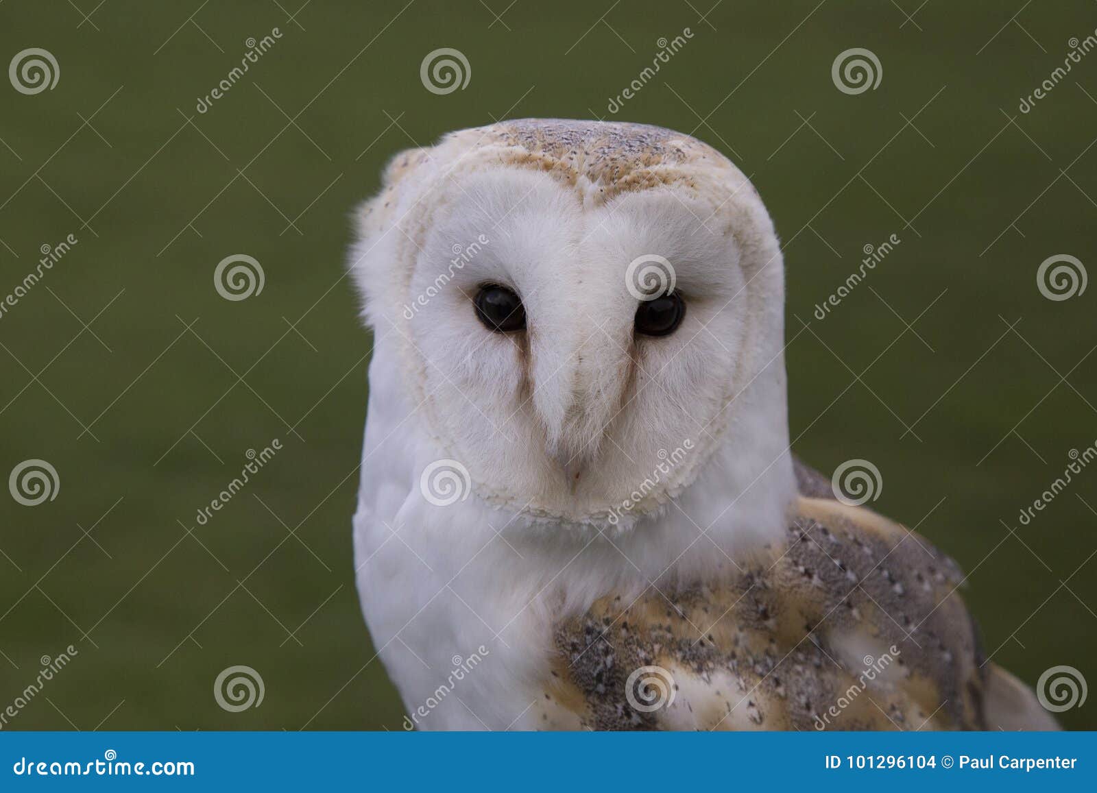 Vol De Hibou De Grange, En Vol Photo stock - Image of lame, mousse ...