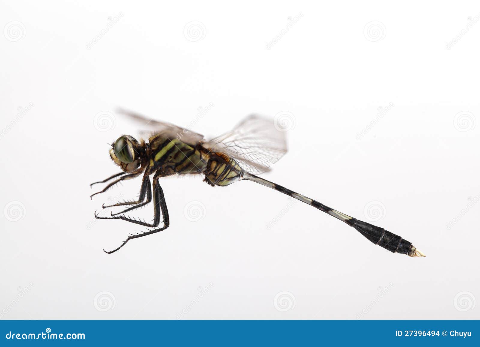 Vol de libellule photo stock. Image du normal, transparence - 27396494