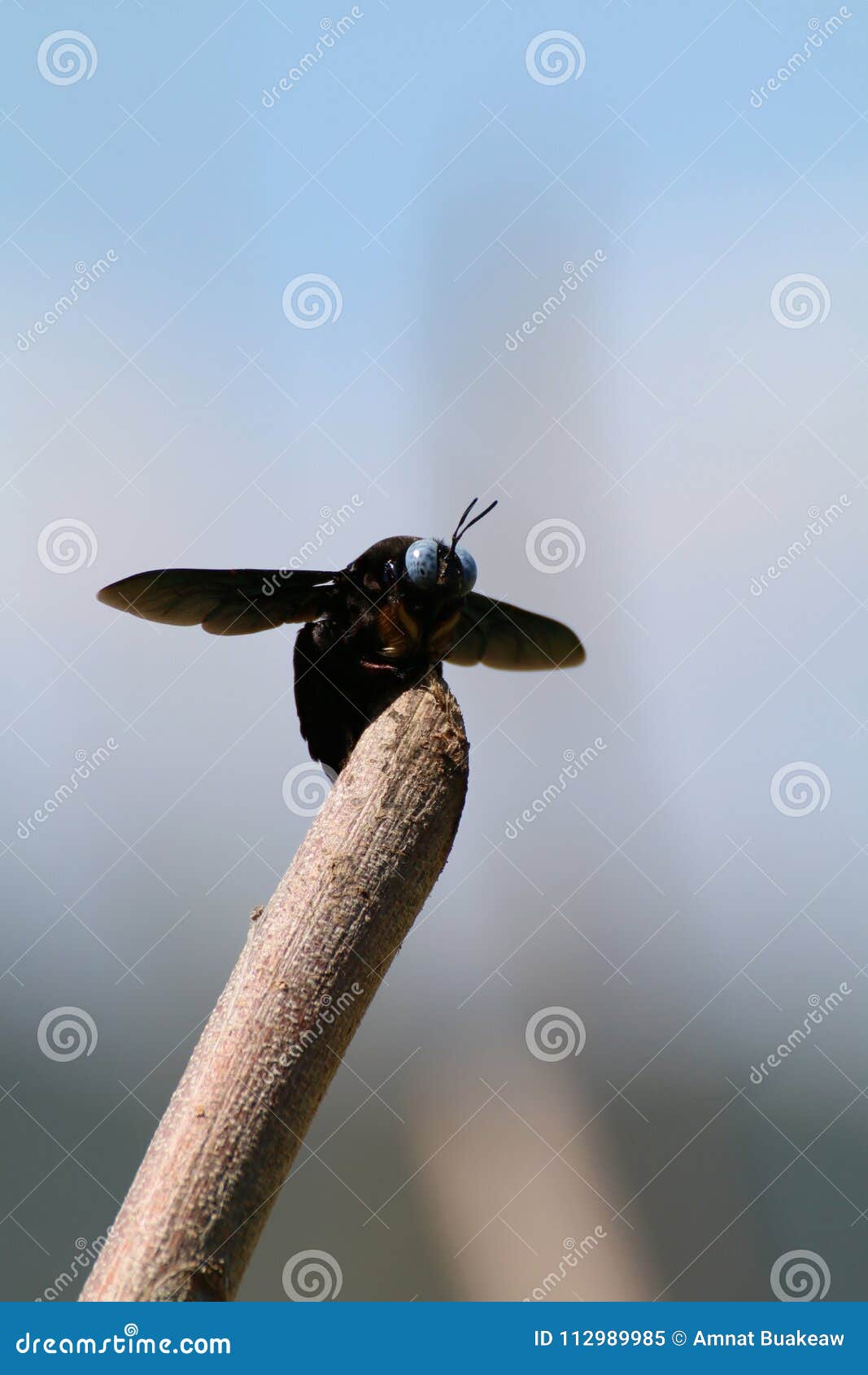 Vol Noir D'insecte En Nature Image stock - Image du abeille, blanc ...