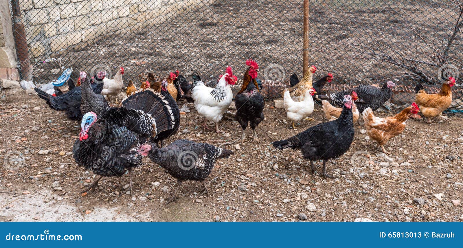 Volaille Dans La Basse Cour Image stock - Image du animal, fermier ...