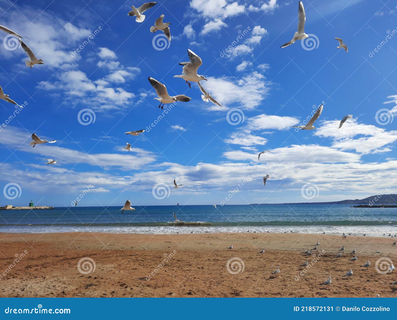 Volar alto en el cielo imagen de archivo. Imagen de animal - 218572131