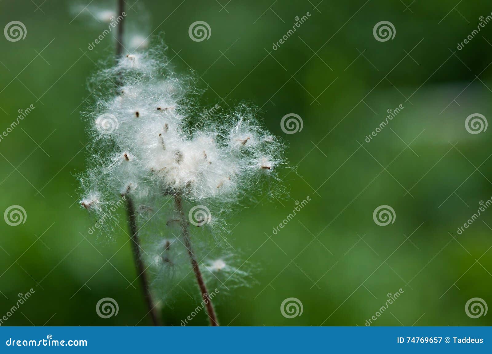 Volatile Plant Seeds on a Dry Grass. Stock Image - Image of background ...