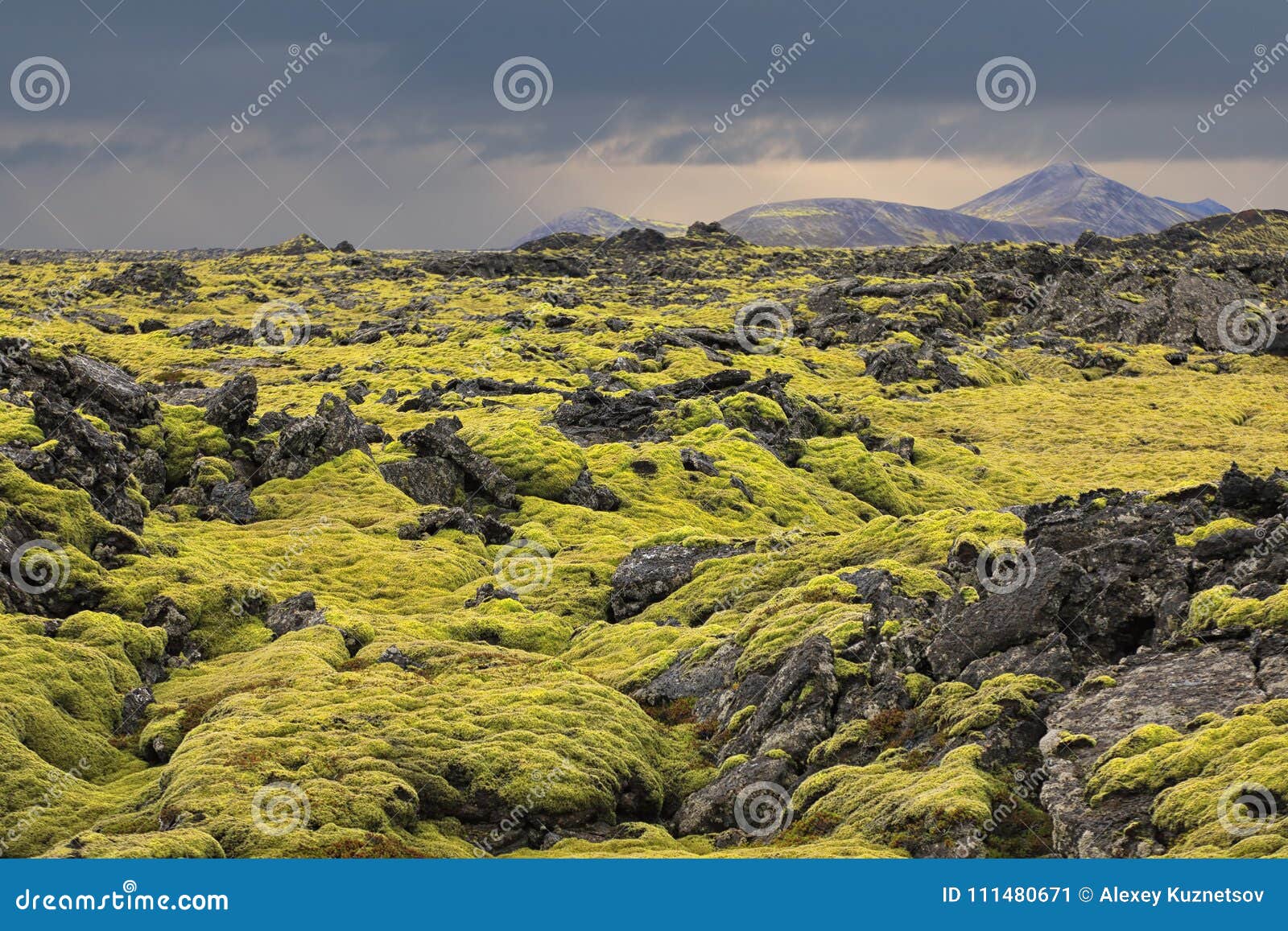 Volcanic Lava Field Covered with Moss Stock Image - Image of horizontal ...