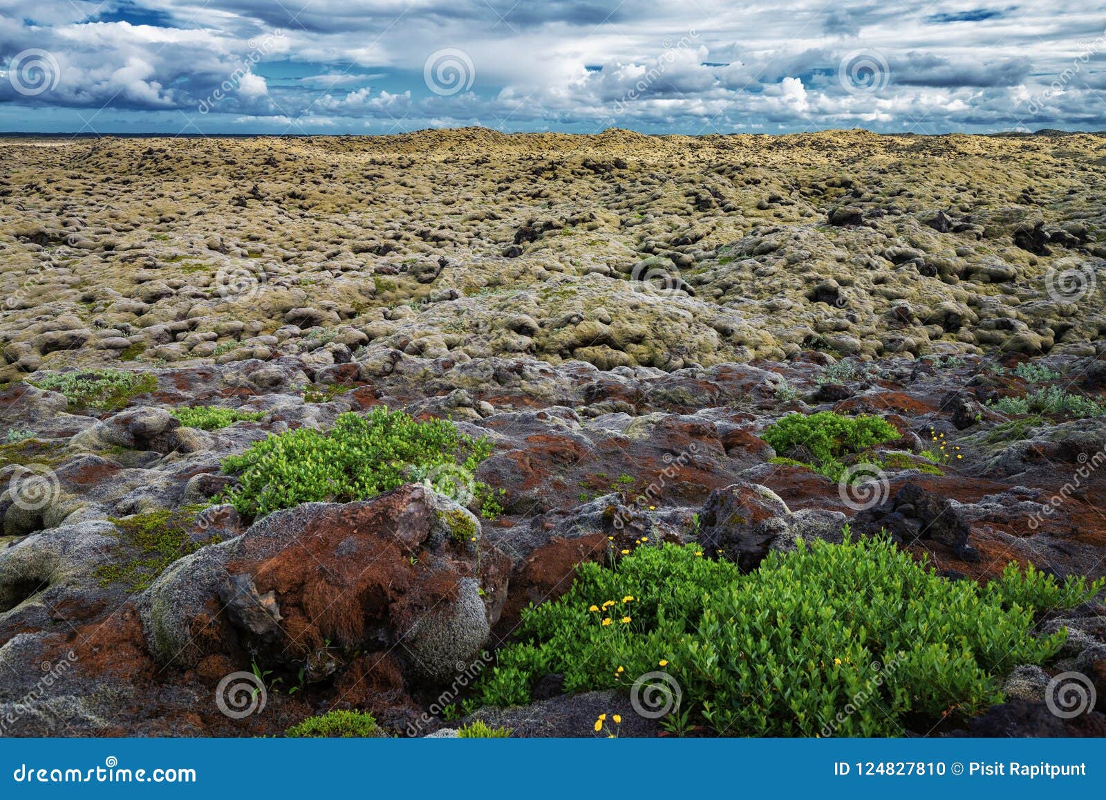 Volcanic Mossy Covered Lava Field in Vik ,Iceland. Stock Photo - Image ...