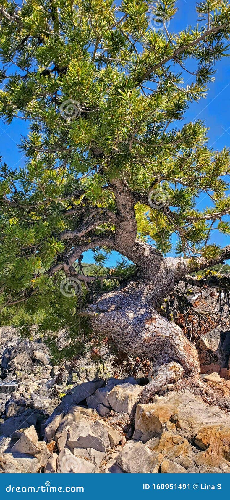 Volcanic Obsidian Flow Tree Stock Image - Image of flow, obsidian ...