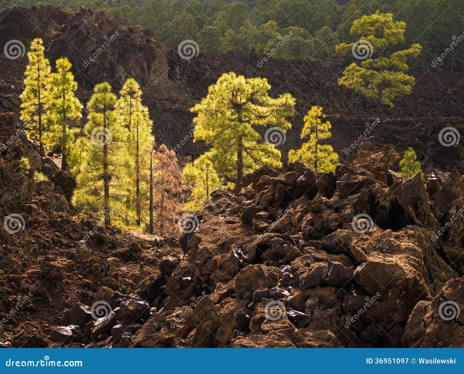 Volcanic Pine Forest stock image. Image of lava, conifers - 36951097