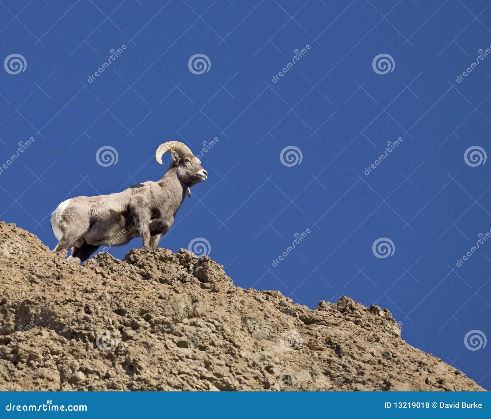 Volcanic Rock and Bighorn Ram Stock Photo - Image of landscape ...