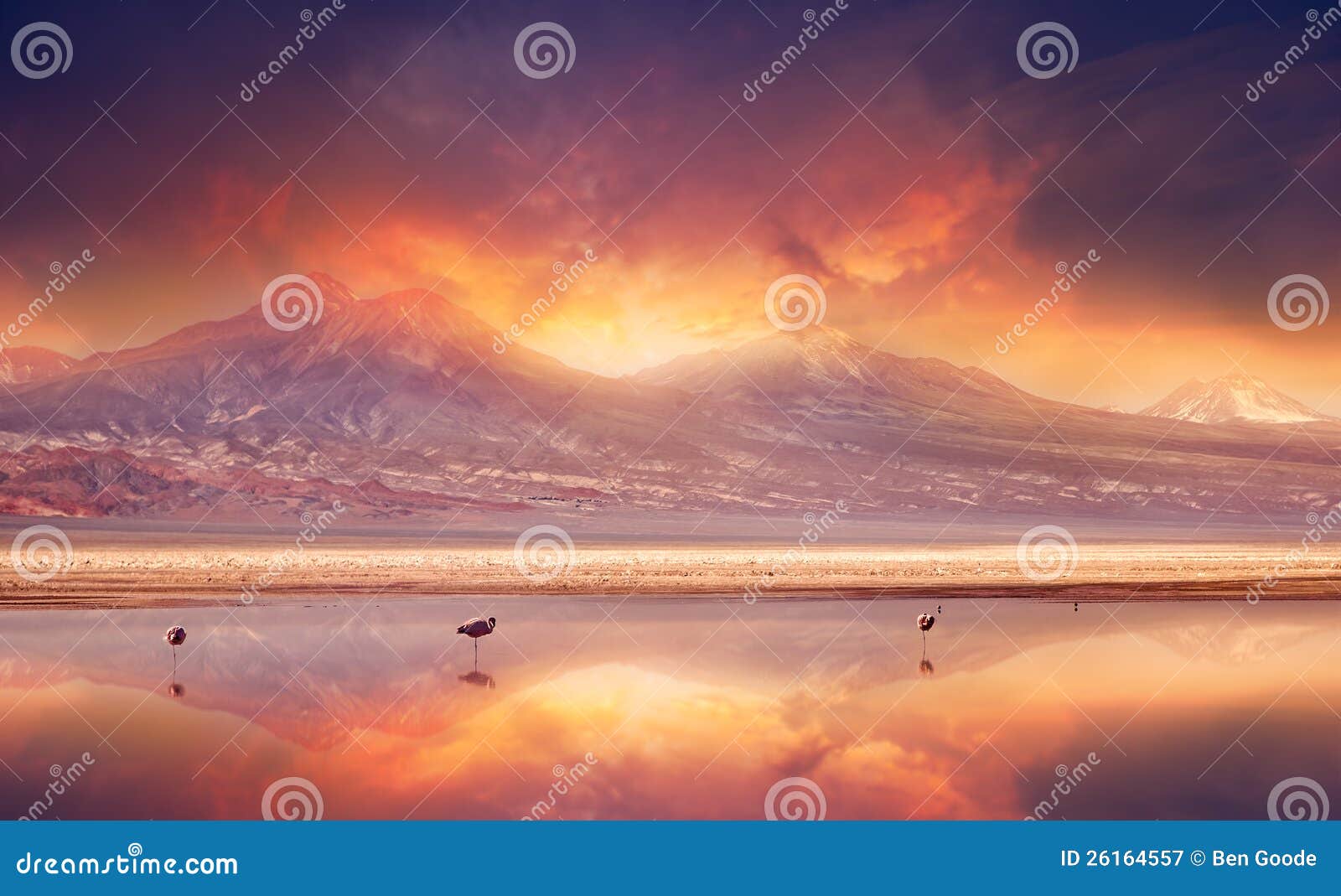 Volcanic Vibes stock image. Image of bird, atacama, pink - 26164557