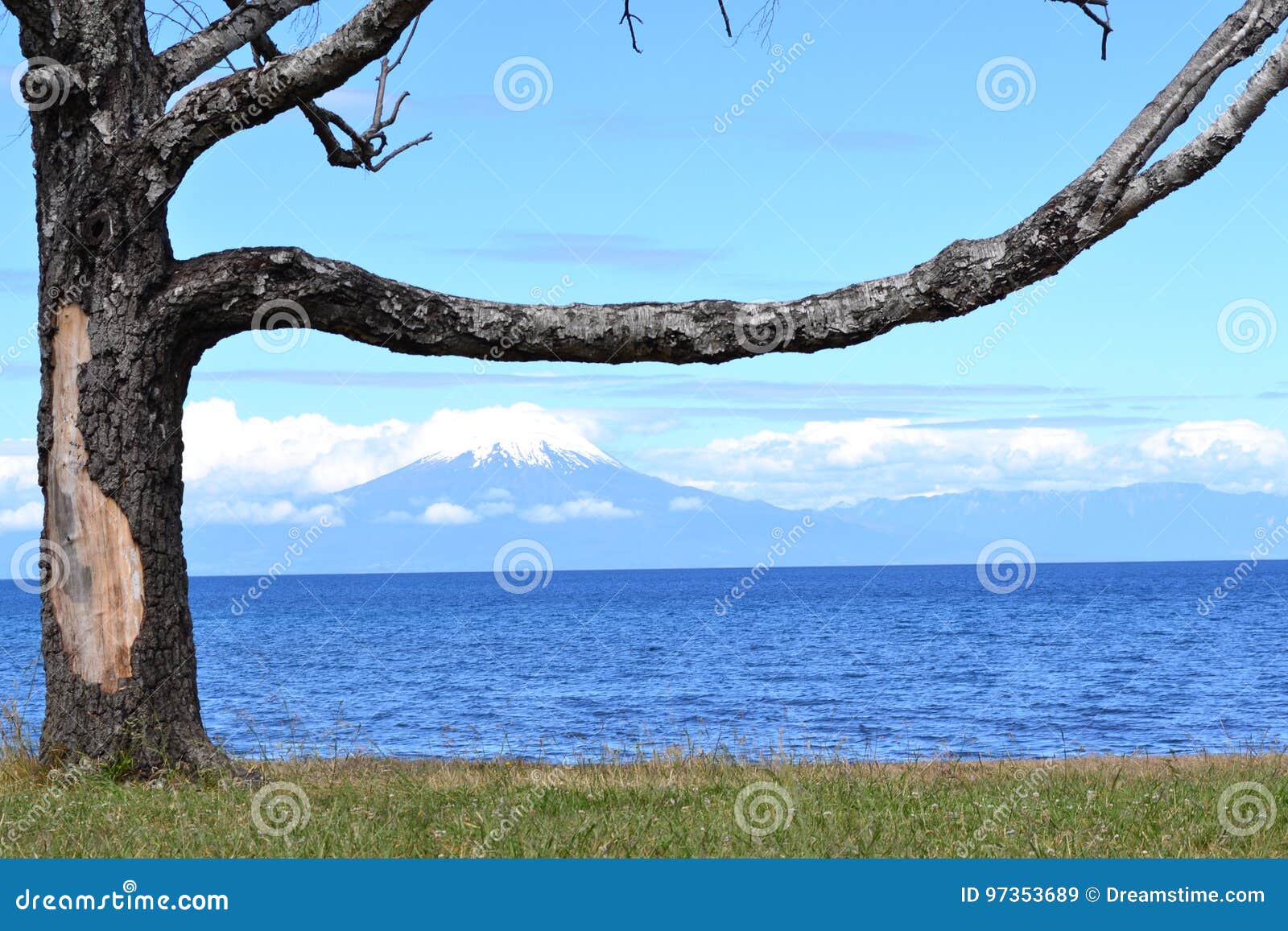 Volcano behind the tree stock image. Image of details - 97353689