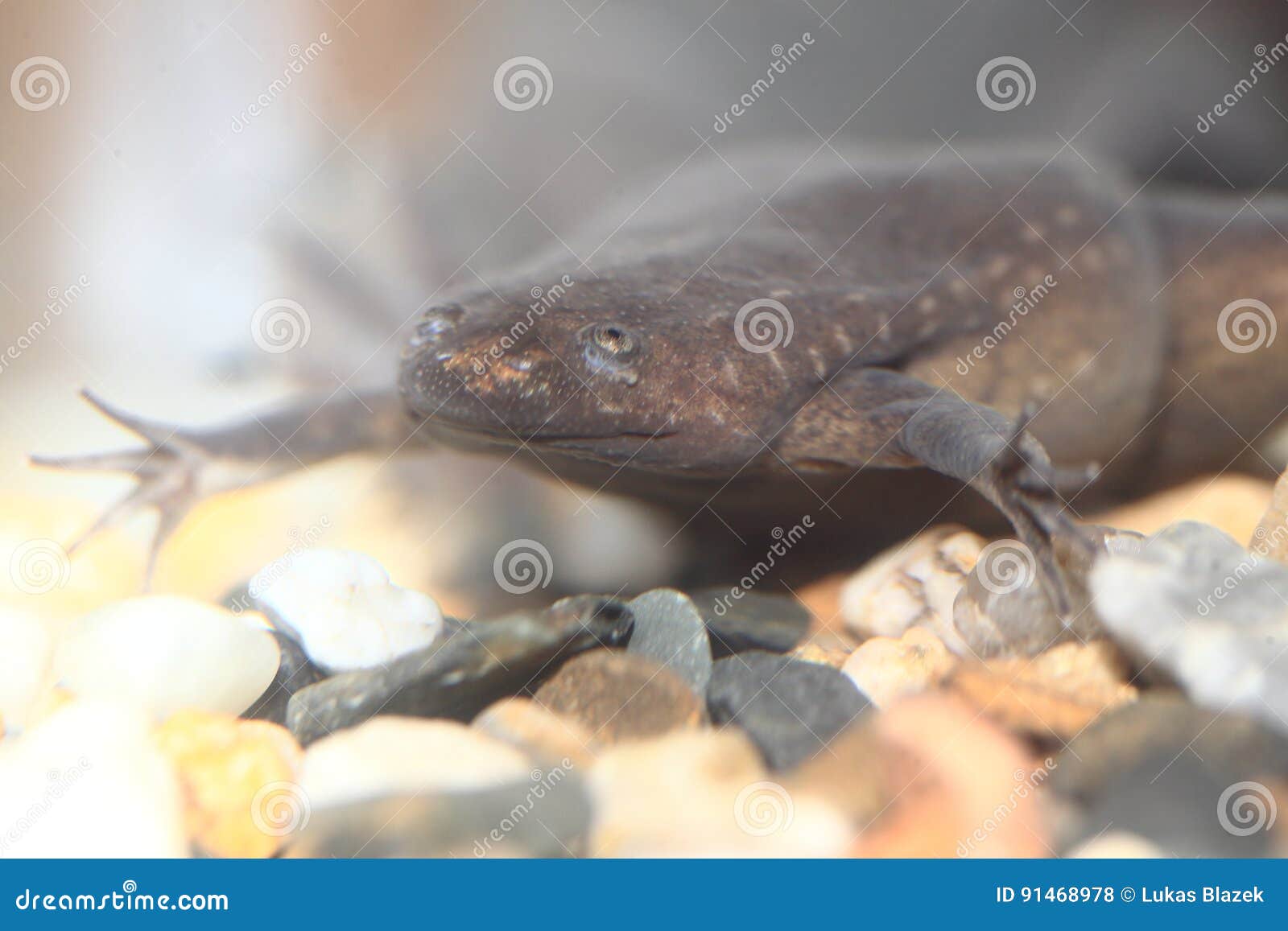 Volcano clawed frog stock photo. Image of amieti, water - 91468978