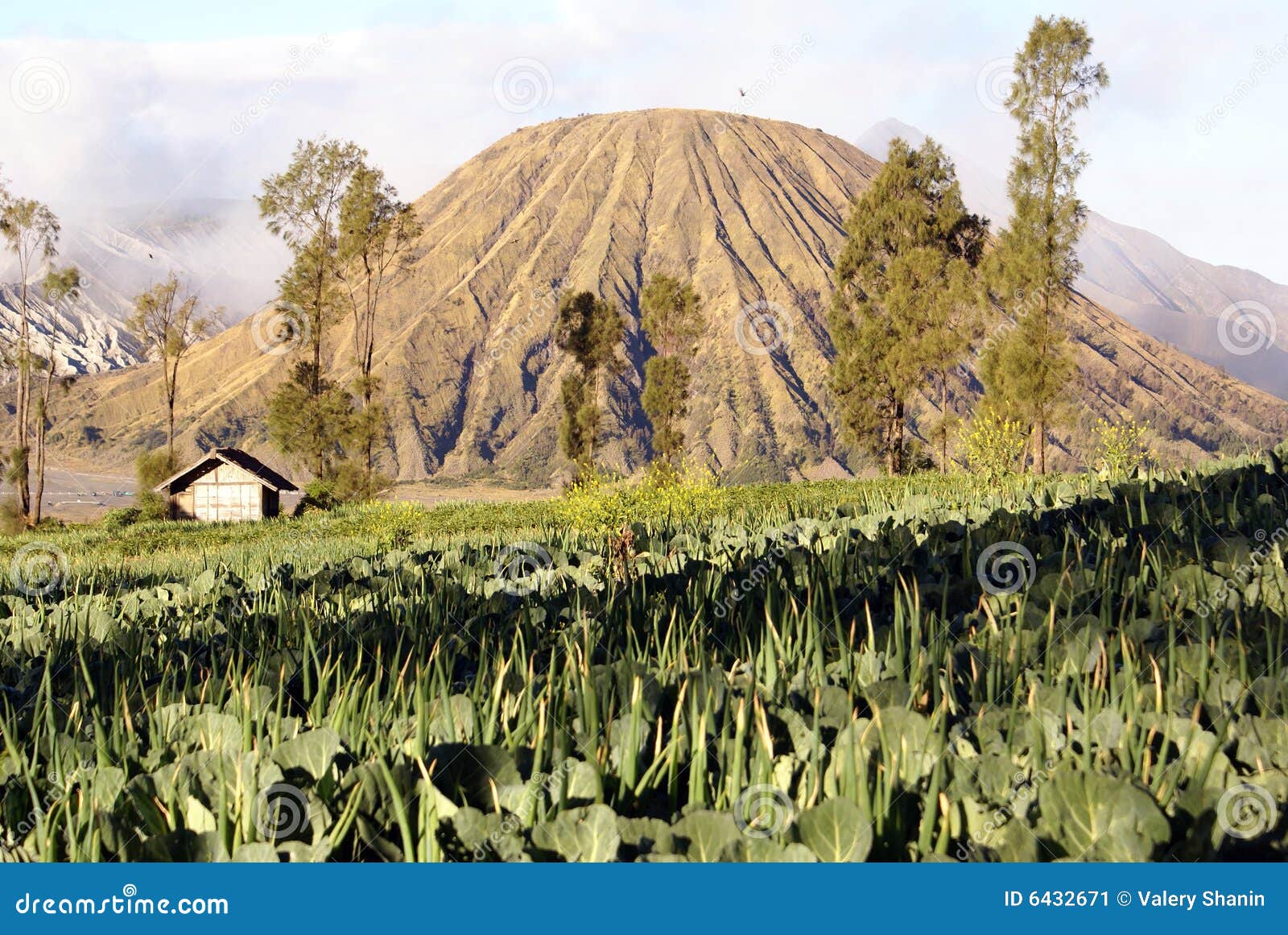 Volcano and field stock image. Image of crop, onions, mountain - 6432671
