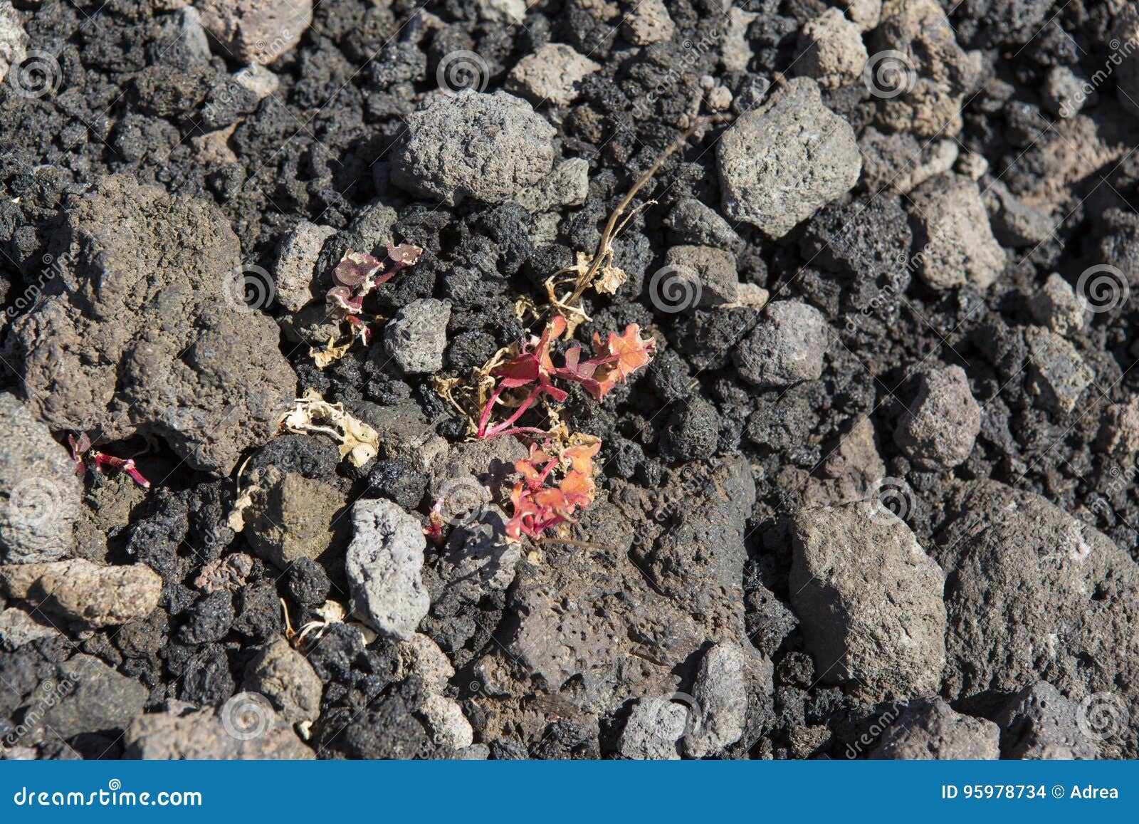 Small Volcano Flower on Etna Volcano Stock Photo - Image of area, black ...