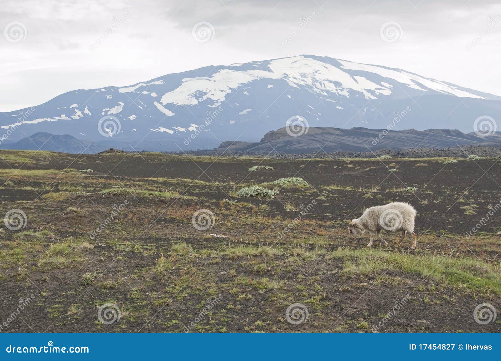 Volcano Hekla and Iceland Sheeps Stock Image - Image of landscape ...