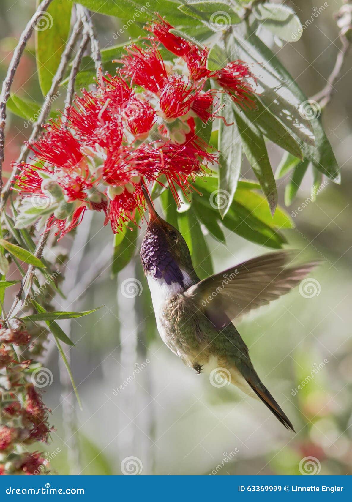 Volcano Hummingbird stock image. Image of green, animal - 63369999