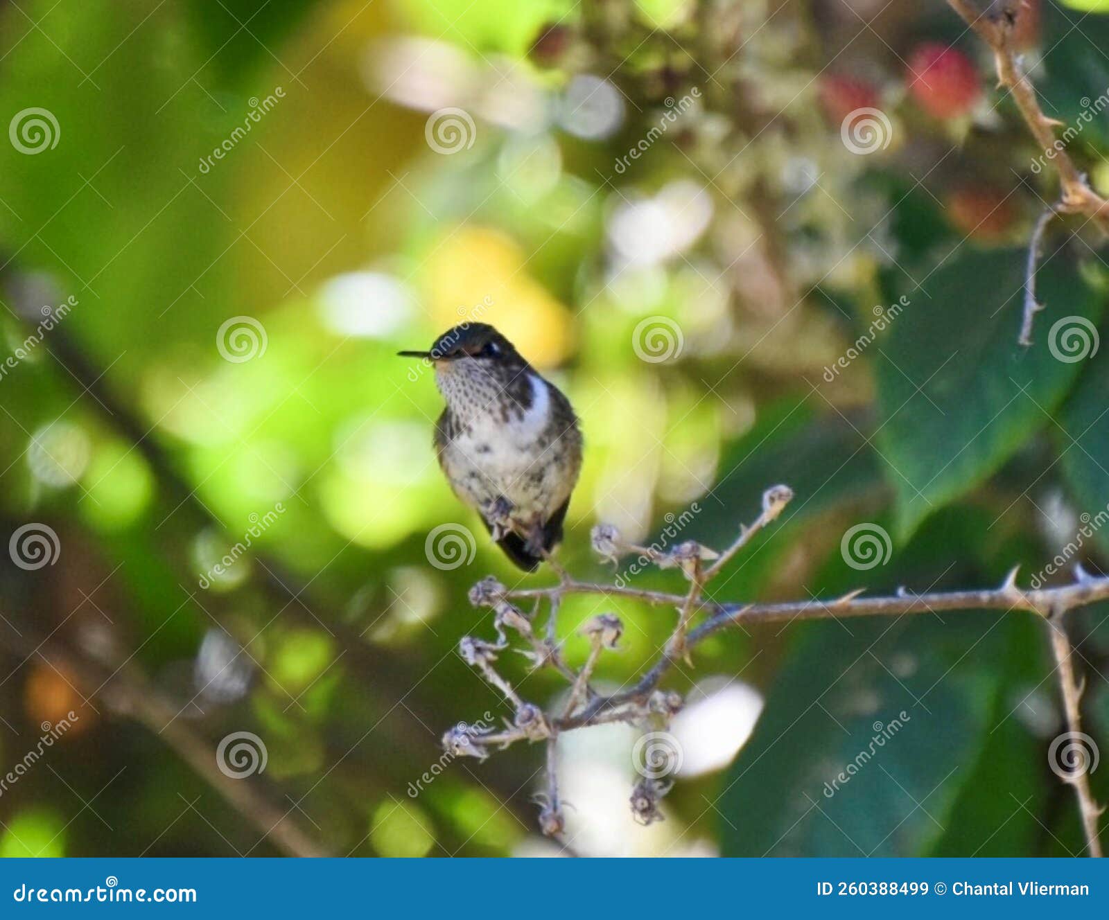 Volcano Hummingbird, Selasphorus Flammula, Female Of Small Bird On The ...