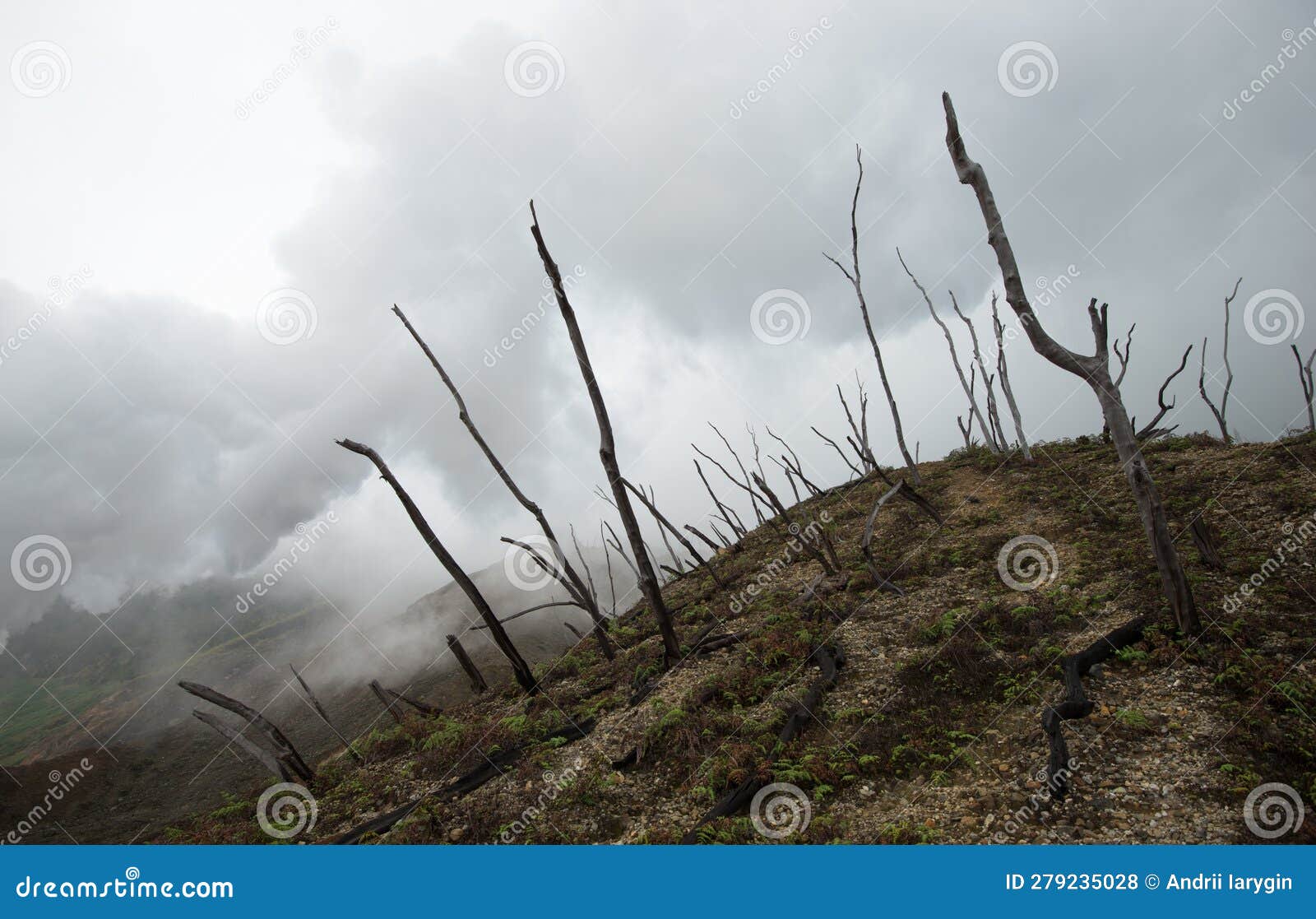Volcano Landscape, Dead Forest Scenery Stock Photo - Image of vacation ... Volcano Landscape, Dead Forest Scenery Stock Photo - Image of vacation ...