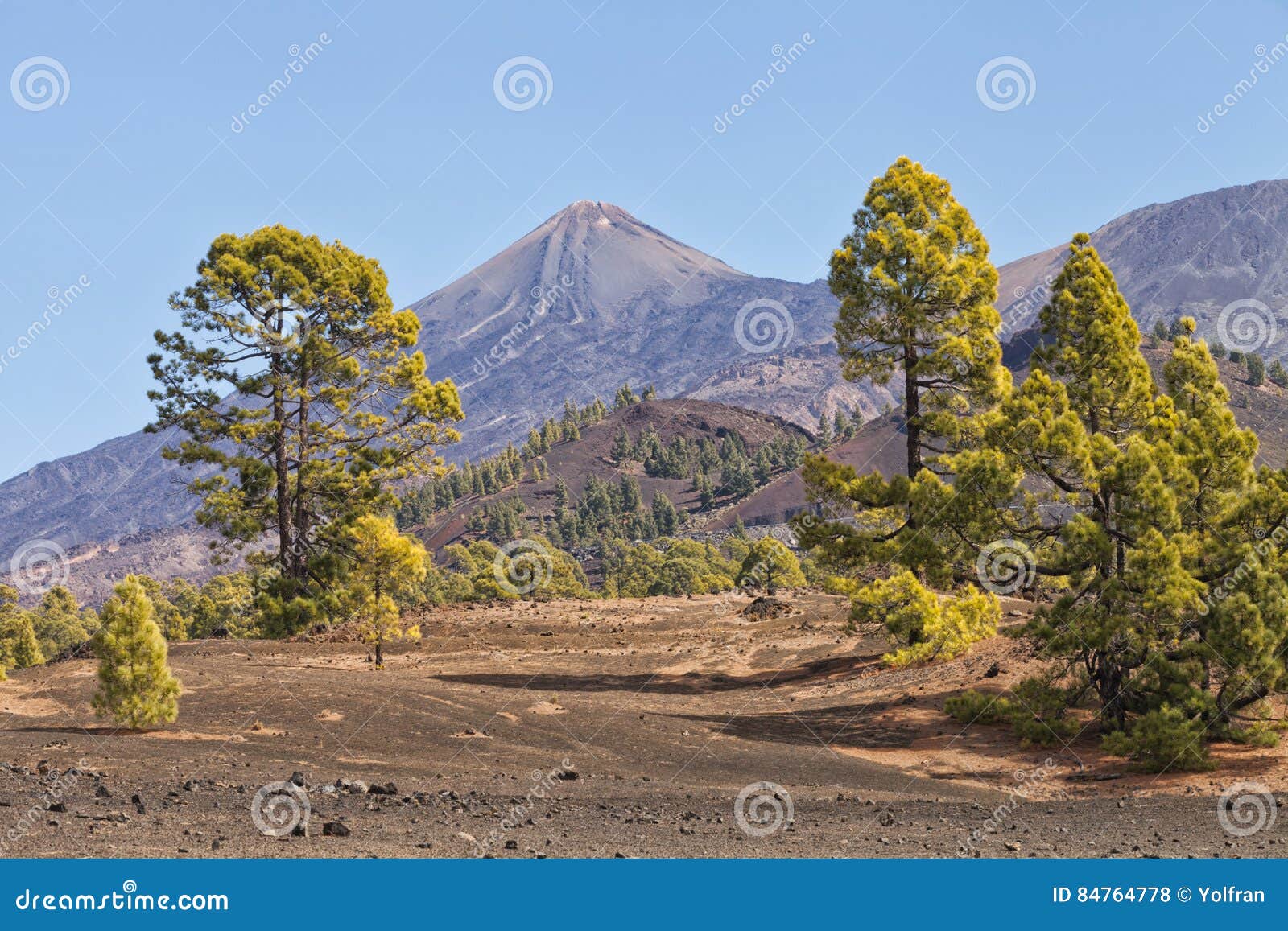 Volcano with Pine Forest on Slopes Stock Photo - Image of tenerife ...