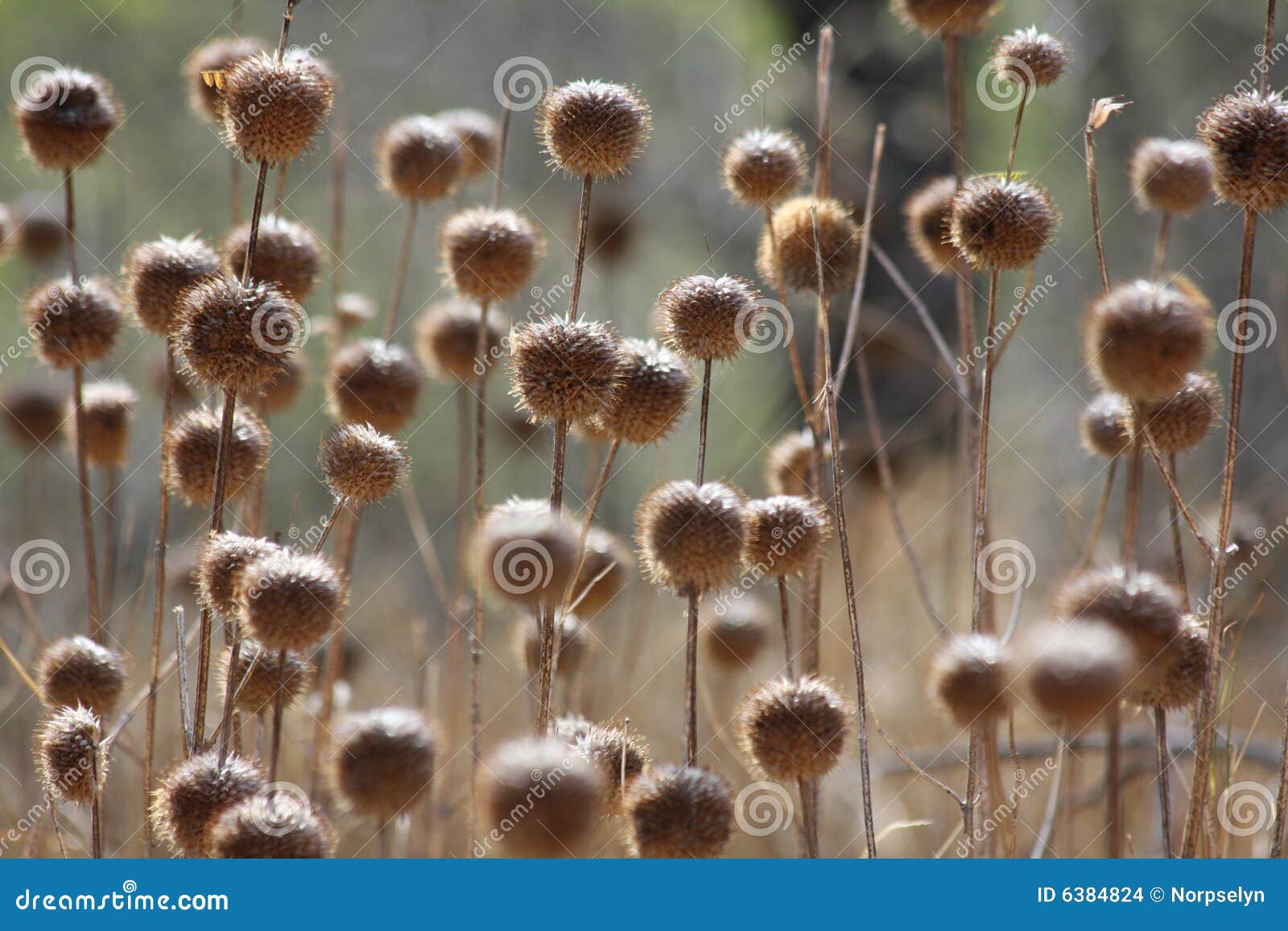 Volcano plant stock photo. Image of america, volcano, diamond - 6384824