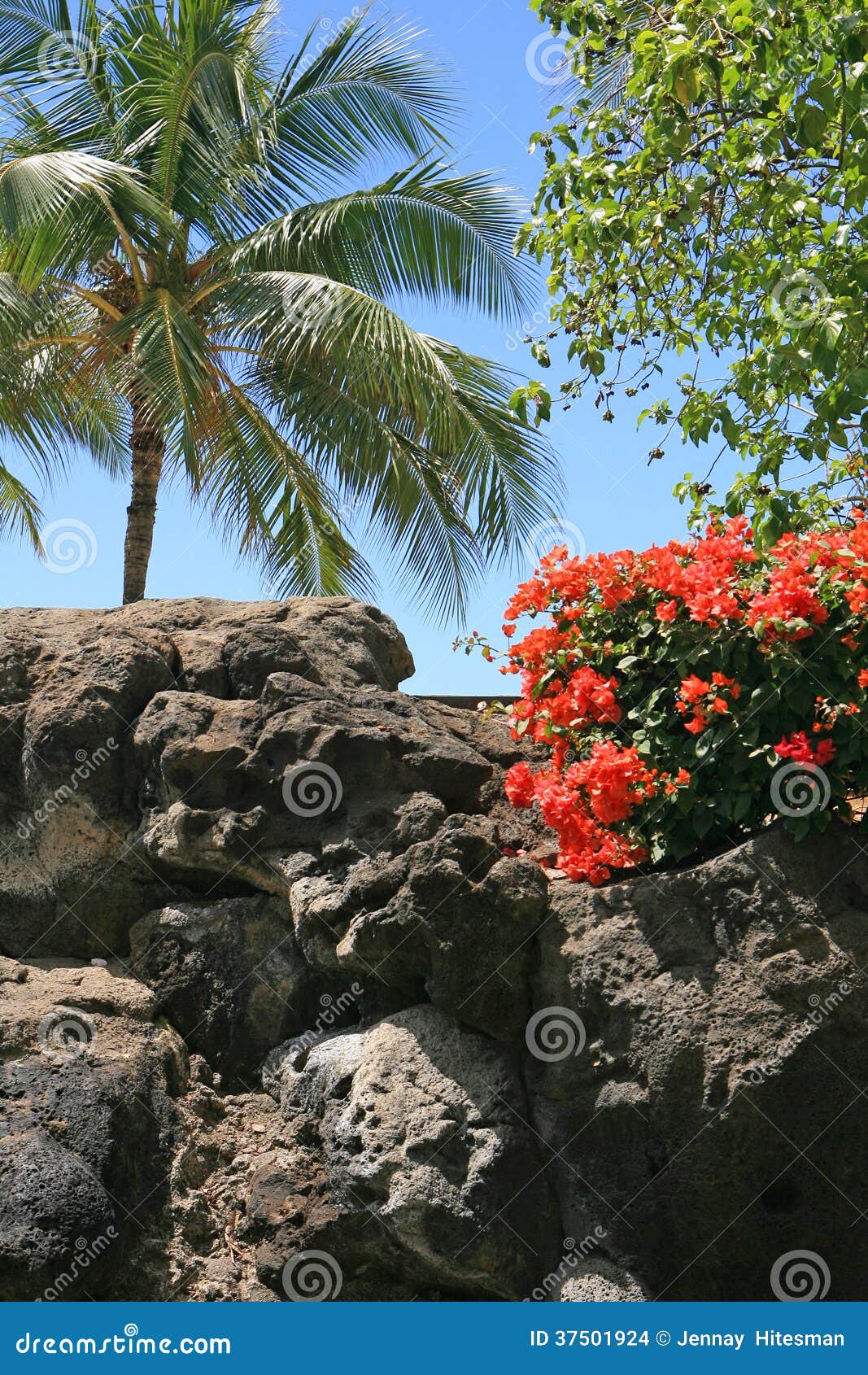 Volcano rock 1 stock photo. Image of palm, vacation, volcano - 37501924
