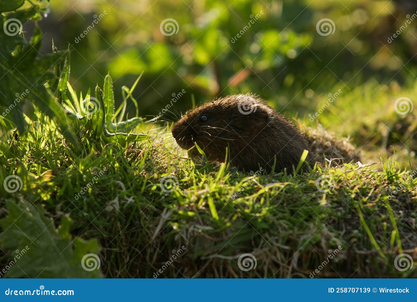 Vole Eating from Green Grass Stock Image - Image of animal, green ...
