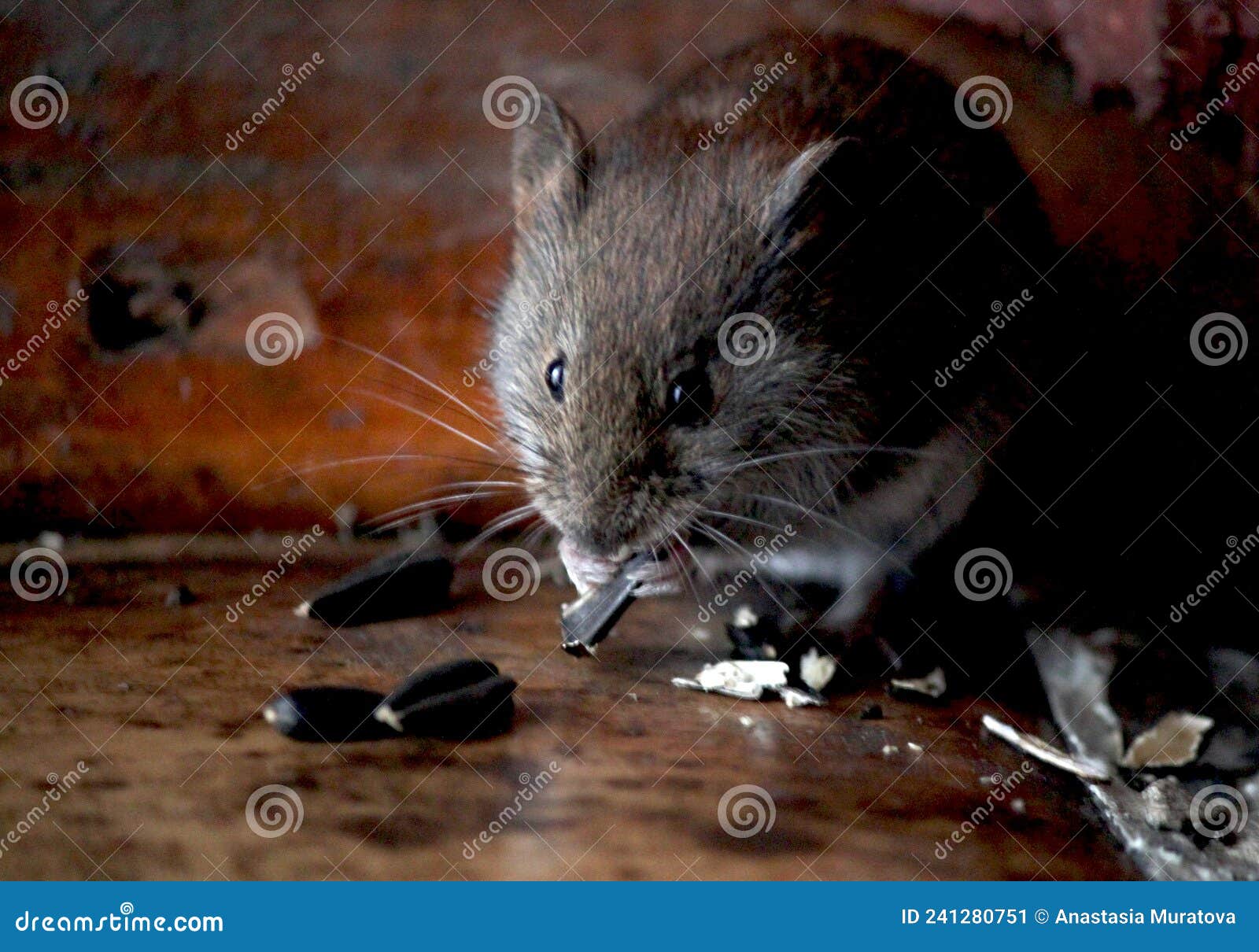 Mouse vole has seeds stock image. Image of vole, house - 241280751
