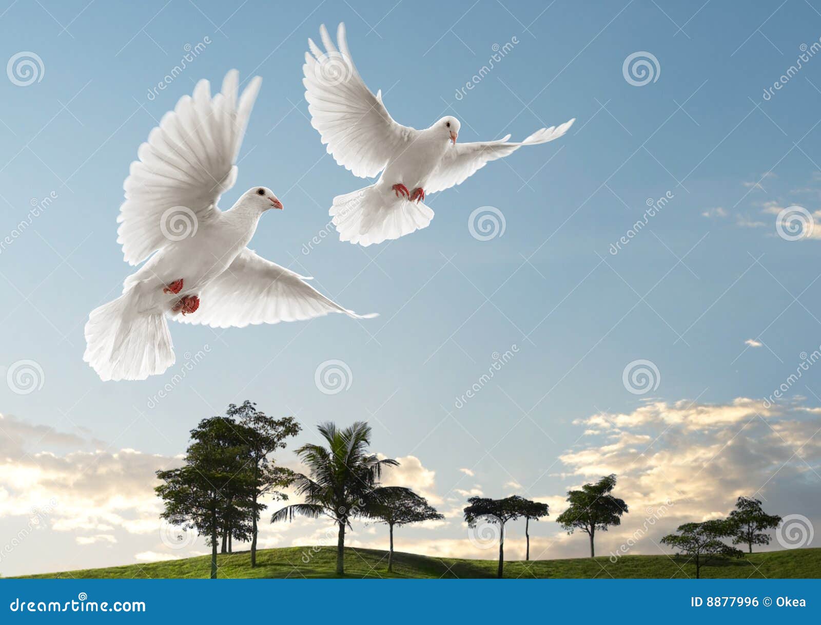 Voler de deux colombes photo stock. Image of herbe, symbole - 8877996