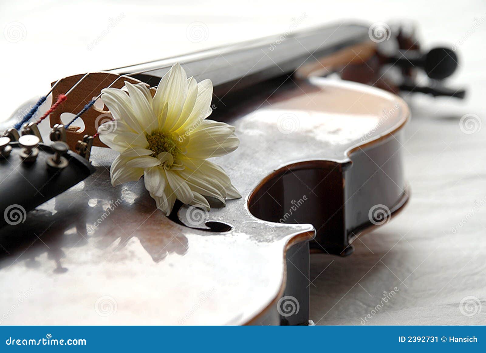 Volin and flower stock image. Image of colour, music, natural - 2392731