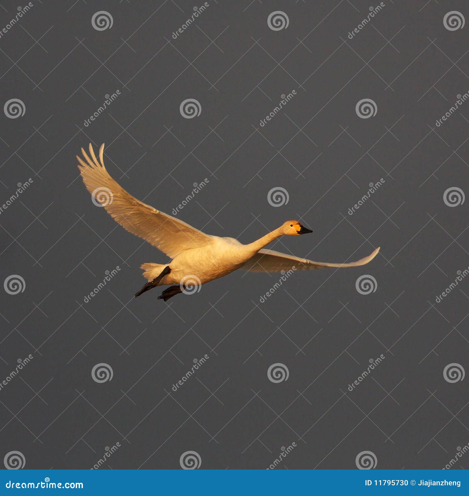 Volitation stock photo. Image of eidolon, nature, genius - 11795730