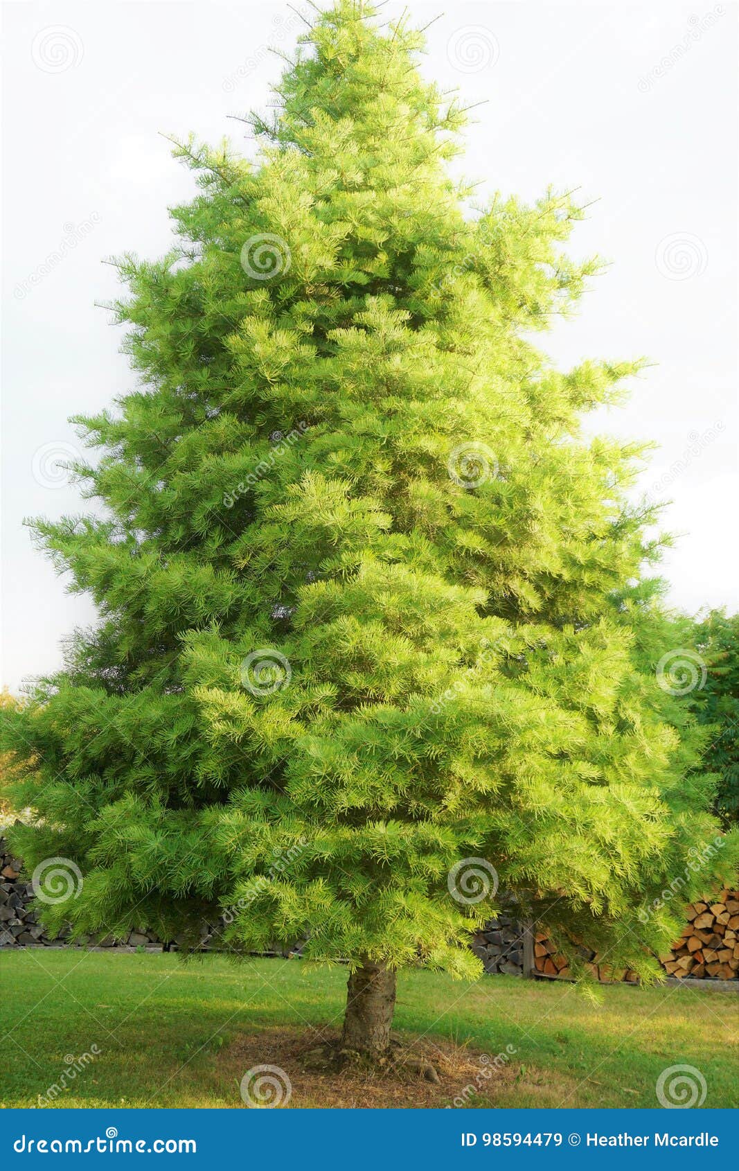 Volkomen Gevormde Naaldboom Stock Afbeelding - Image of naaldboom, spar ...