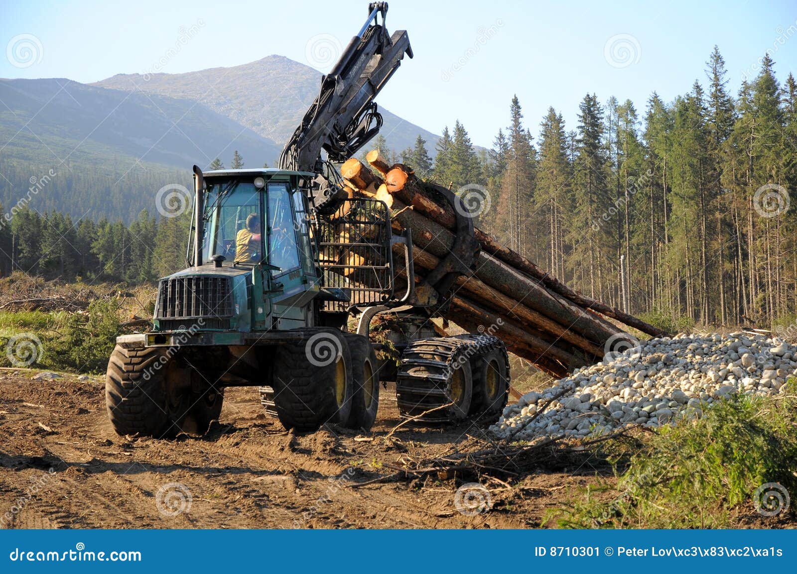 Voll-Baum Ernten stockbild. Bild von immergrün, landwirtschaft - 8710301