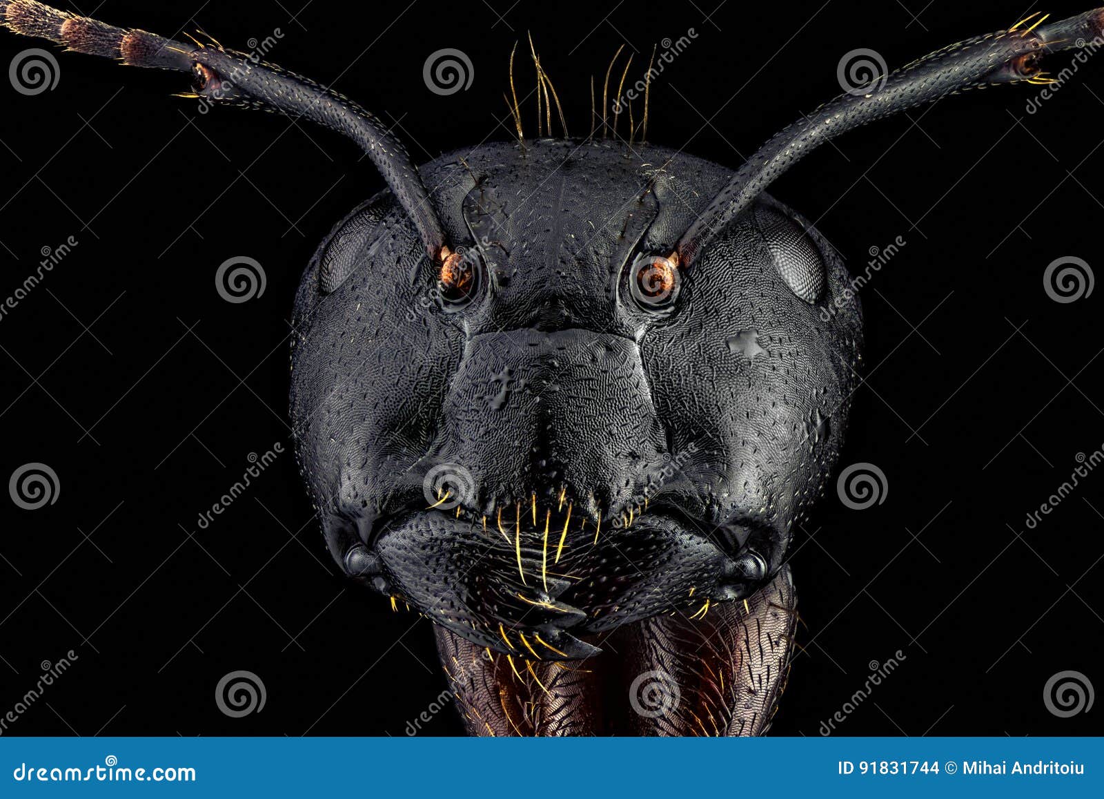 Volledig Frontaal Portret Van Een Mier Stock Foto - Image of ...