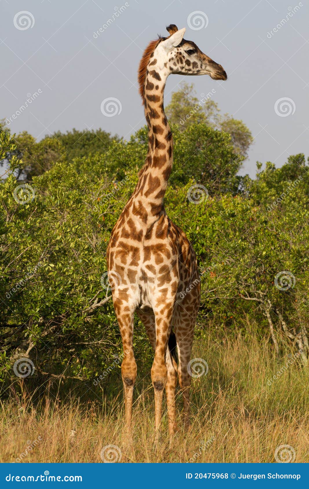Volledig Portret Van Een Giraf Stock Foto - Image of boom, portret ...