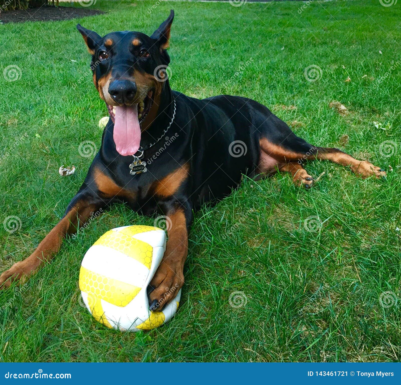 Volleyball dog stock image. Image of playing, volleyball - 143461721