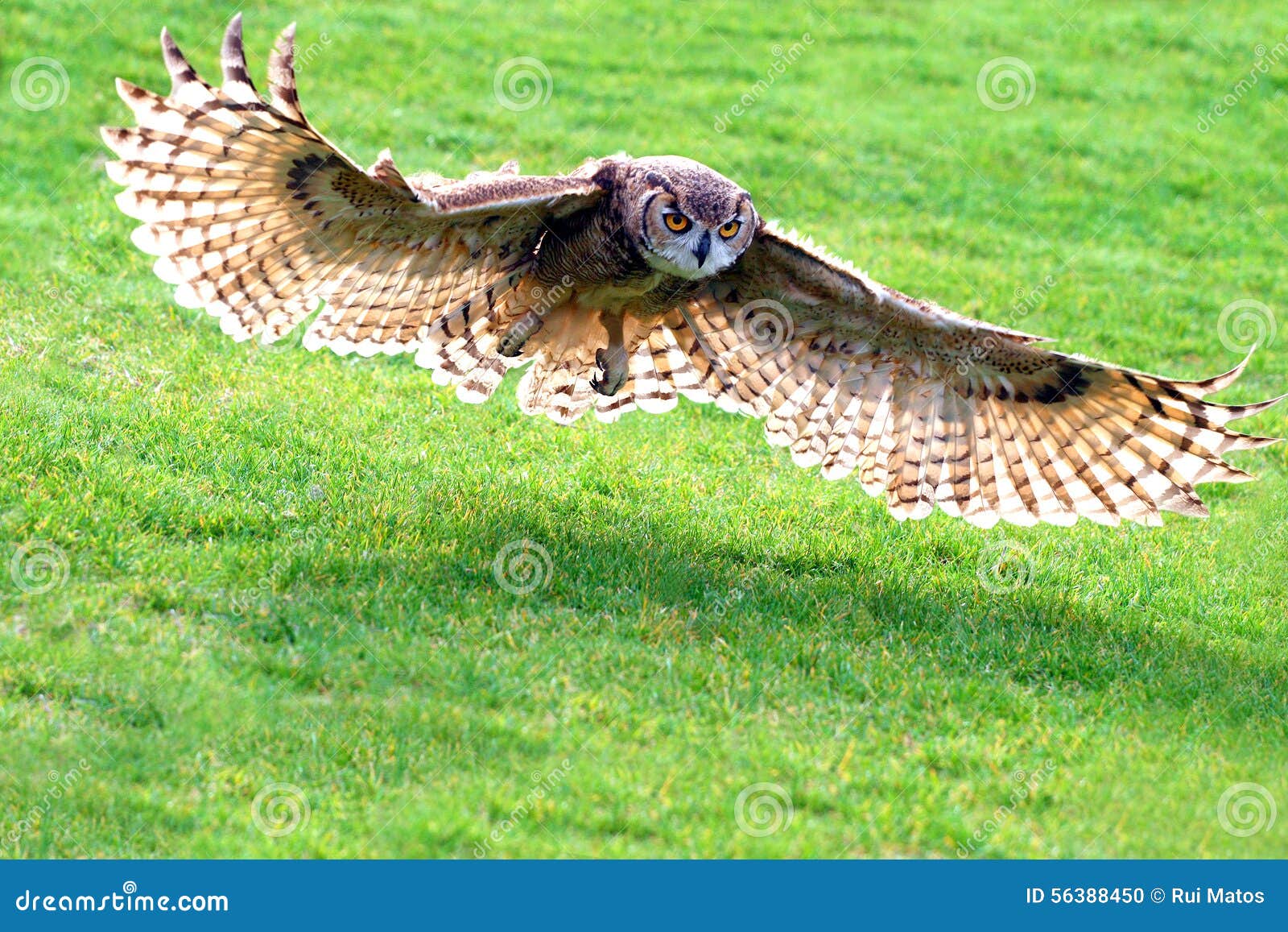 Volo del gufo fotografia stock. Immagine di maestoso - 56388450