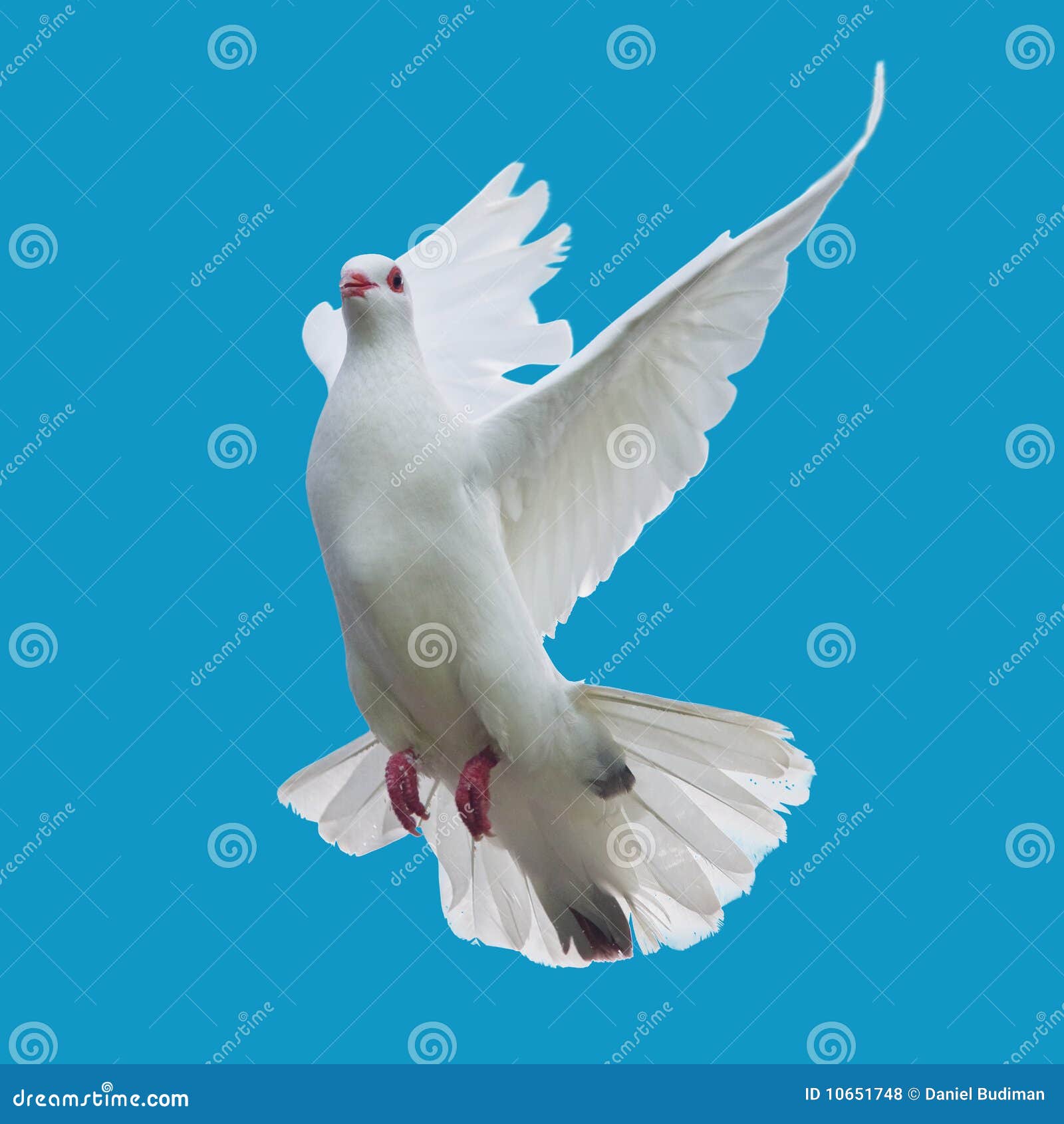 Volo Della Colomba Di Bianco Fotografia Stock - Immagine di eleganza ...