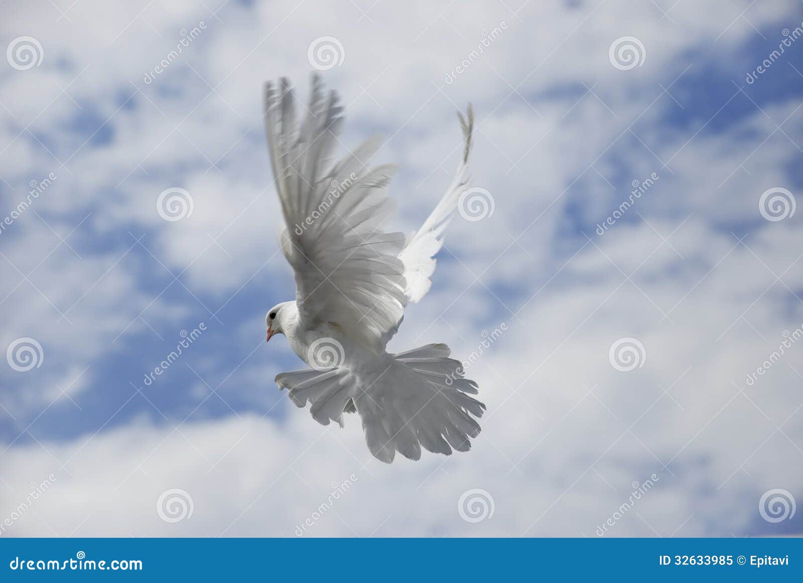 Volo Della Colomba Di Bianco Immagine Stock - Immagine di colomba ...
