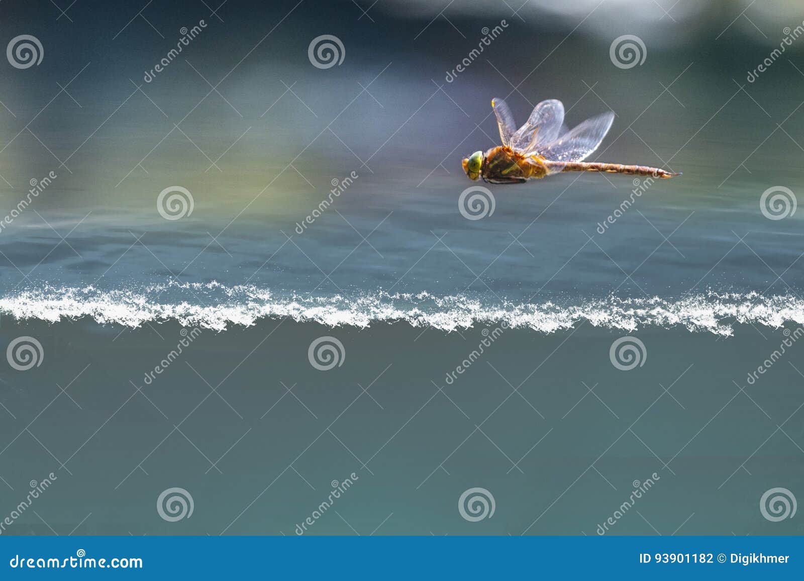 Volo Della Libellula Sopra L'acqua Fotografia Stock - Immagine di ...