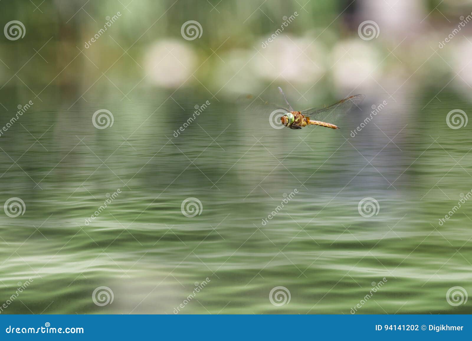 Volo Della Libellula in Un Giardino Di Zen Fotografia Stock - Immagine ...