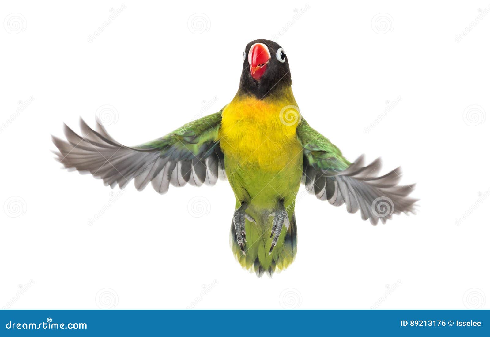 Volo Di Inseparabile Mascherato, Isolato Fotografia Stock - Immagine di ...