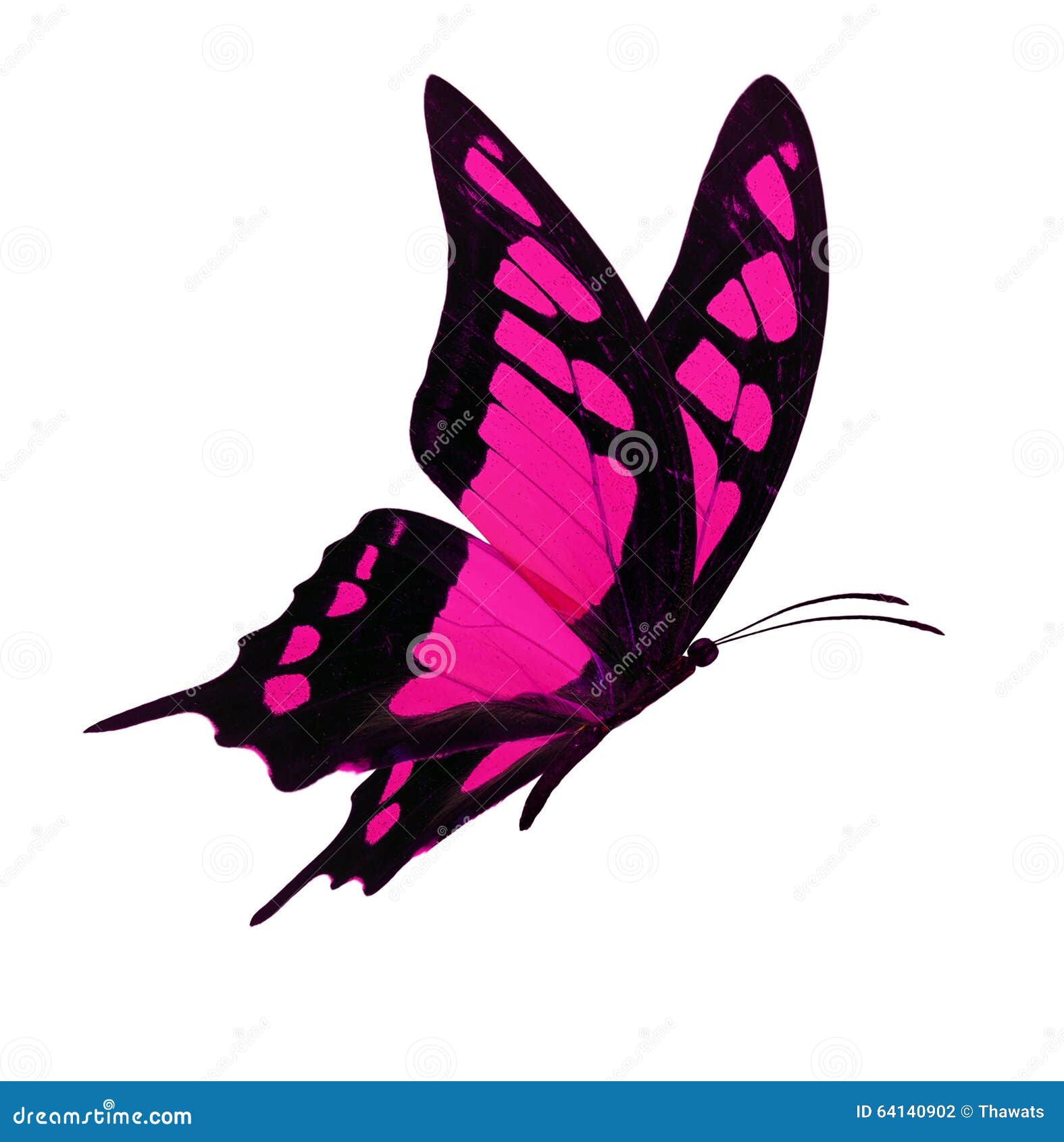 Volo Nero E Rosa Della Farfalla Fotografia Stock - Immagine di farfalla ...