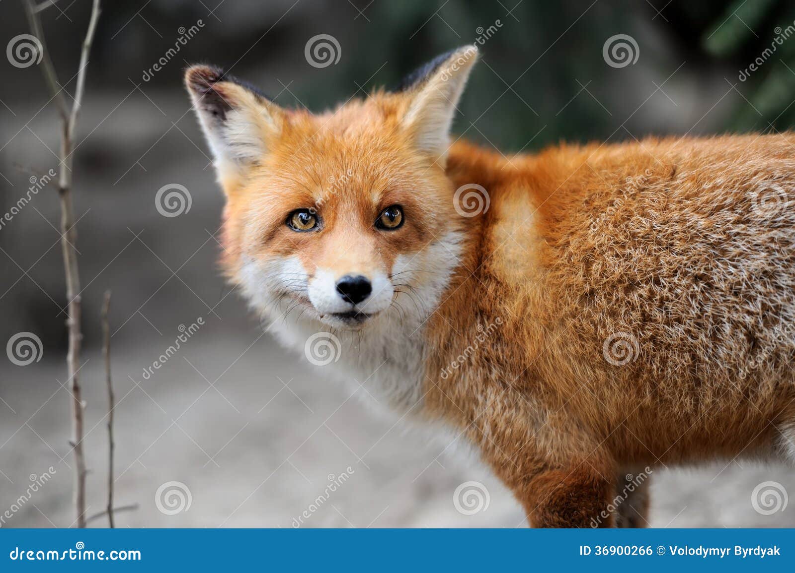 Volpe fotografia stock. Immagine di pelliccia, carnivoro - 36900266