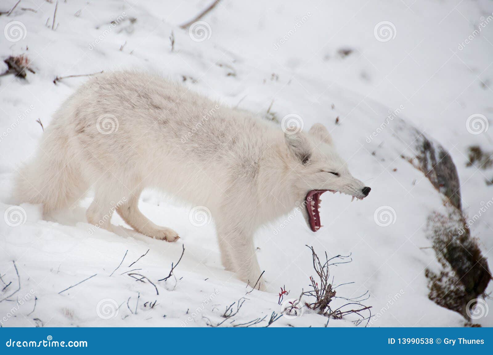 Volpe artica fotografia stock. Immagine di polare, grano - 13990538