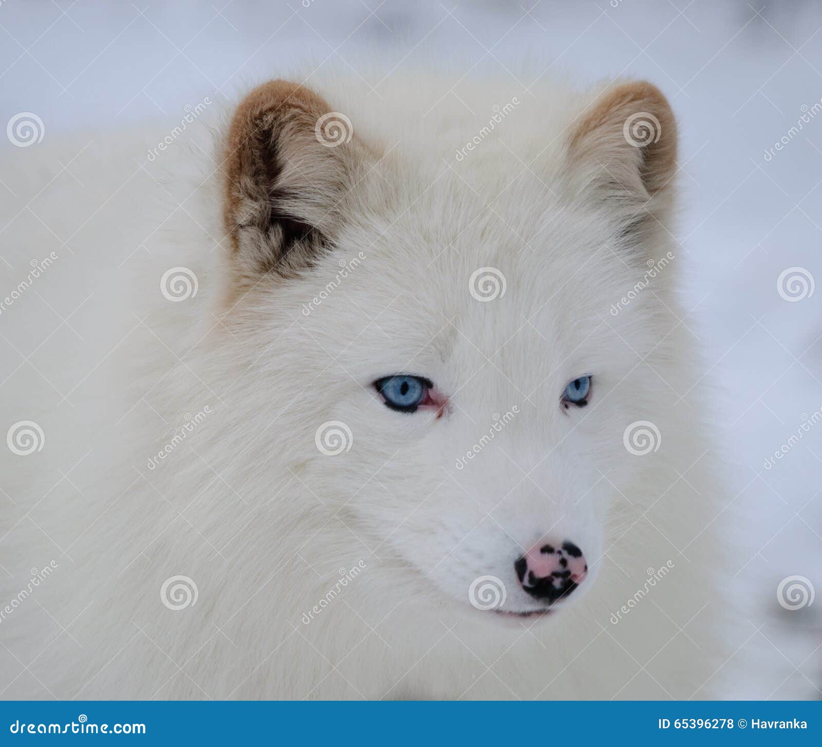 Volpe Bianca Wallpaperart