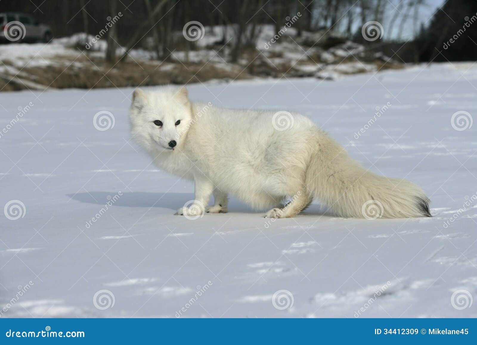 Volpe Artica, Lagopus Di Alopex Immagine Stock - Immagine di neve ...