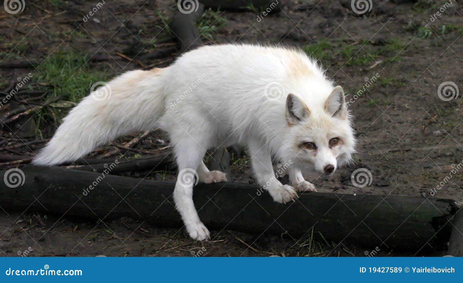 Volpe Bianca Wallpaperart