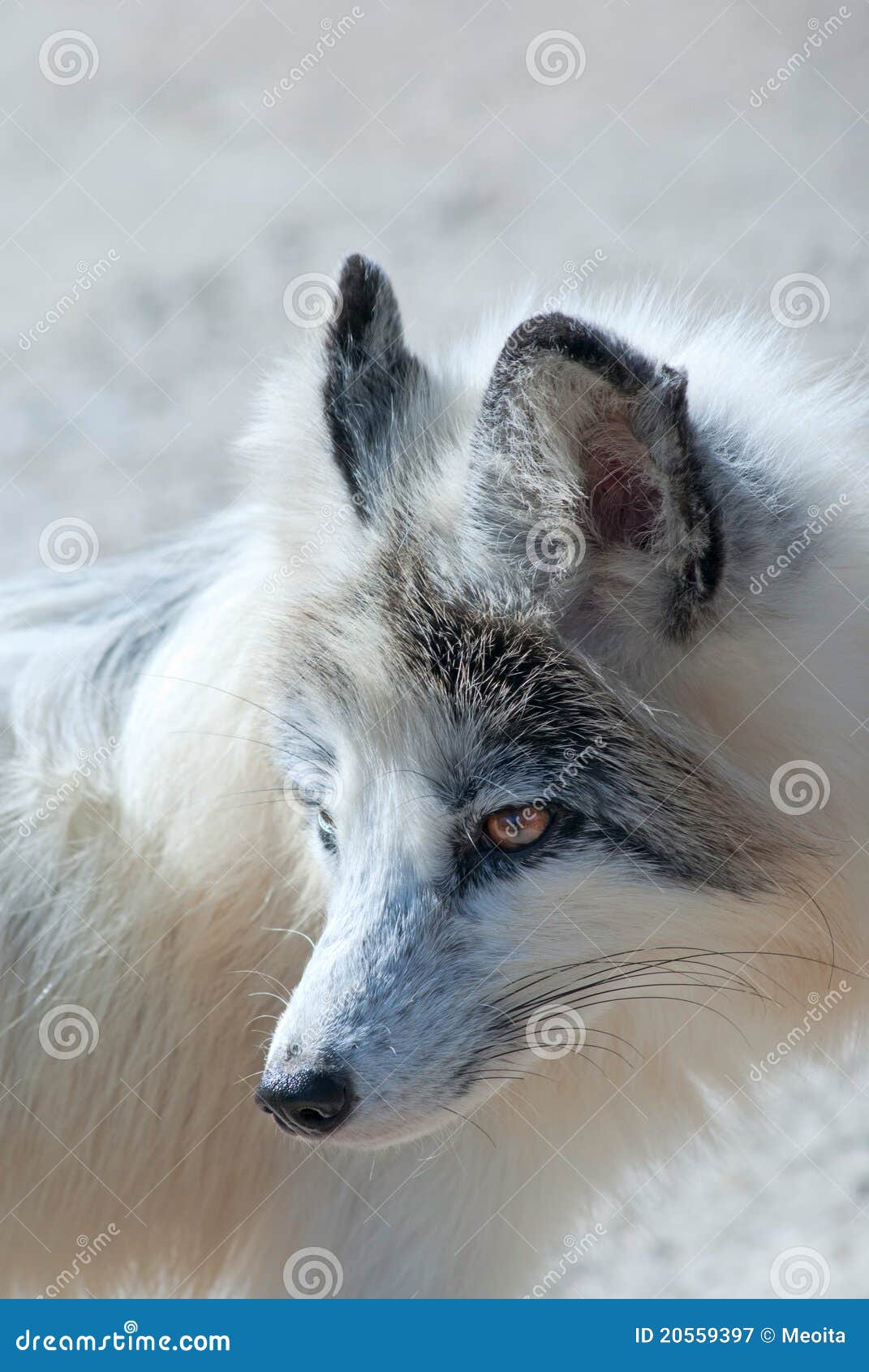 Volpe bianca immagine stock. Immagine di canino, vulpina - 20559397