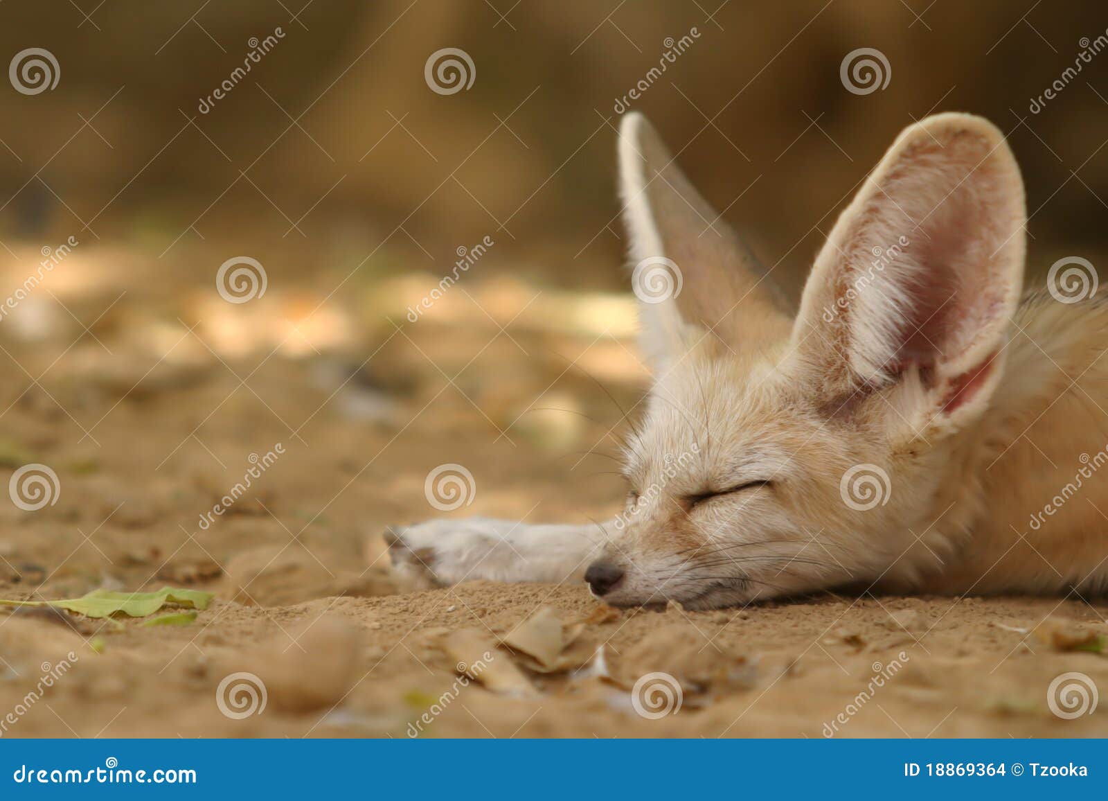 Volpe di Fennec fotografia stock. Immagine di foto, volpe - 18869364